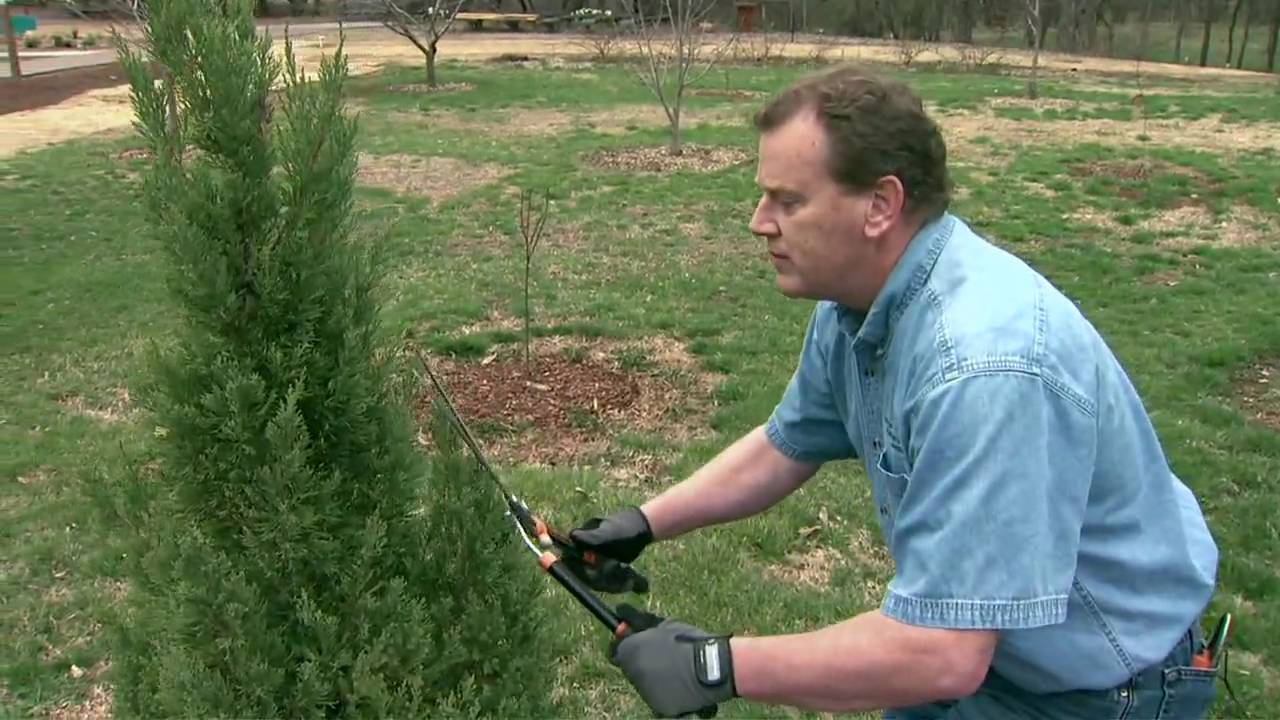 Pruning Evergreens into Formal Shapes