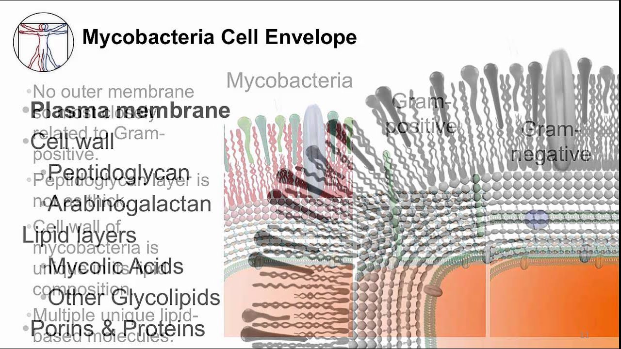 Tuberculosis: Mycobacterial Cell Envelope