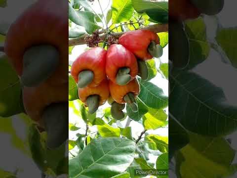 #pe de caju#frutas#