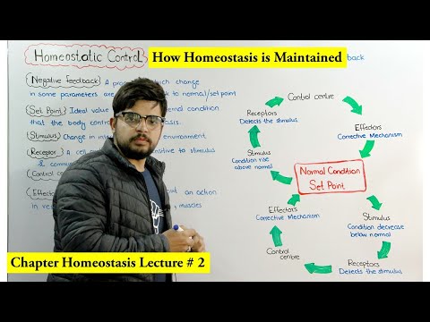 Homeostatic control mechanism, | How homeostasis occurs |