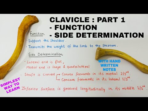 CLAVICLE : PART 1 | BONES ANATOMY