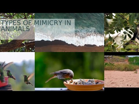 Types of Mimicry in Animals