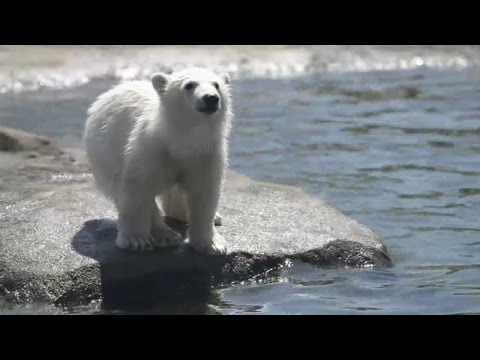 Visitors get a chance to name Polar bear cub in Ohio zoo