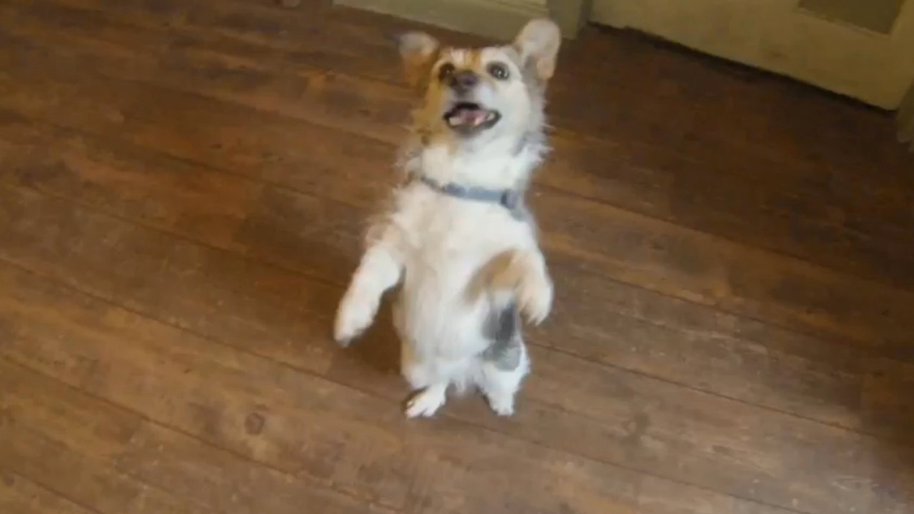 Funny Dogs Dancing Compilation 2017