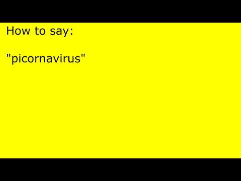 How to pronounce picornavirus