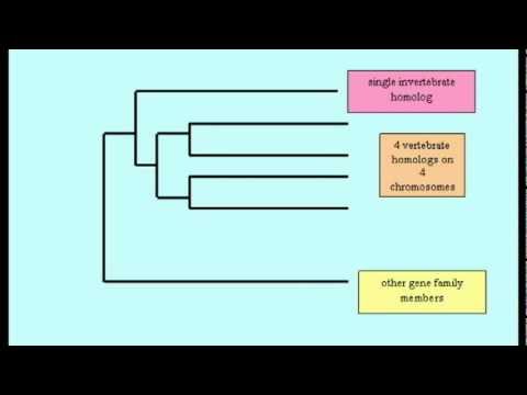 GENETIC EVIDENCE FOR EVOLUTION: GENE FAMILIES