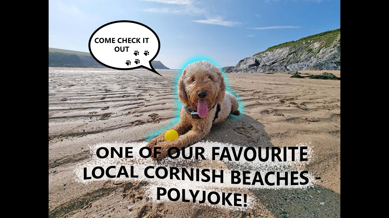 Cockapoo Todd explores a local Cornish beach, great for dog walks!