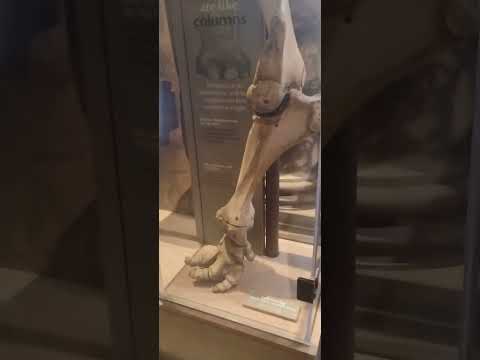 Come & see the bones of an African elephant at the Smithsonian National Museum of Natural History