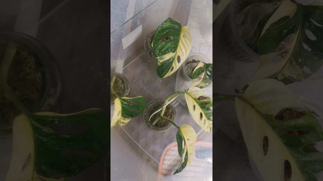 Variegated adansonii propagation update