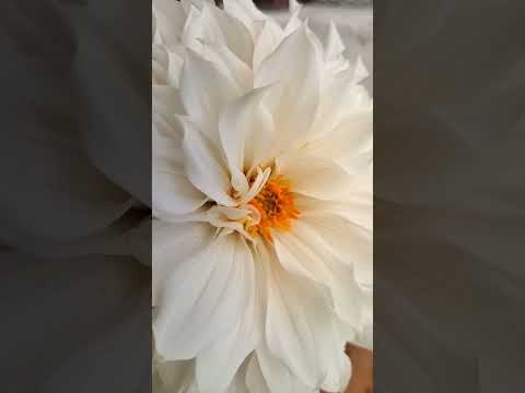 The most beautiful and pristine Dahlia. #flowers