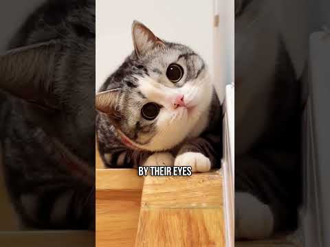 π―This Tabby Cat Fact Will Surprise You!