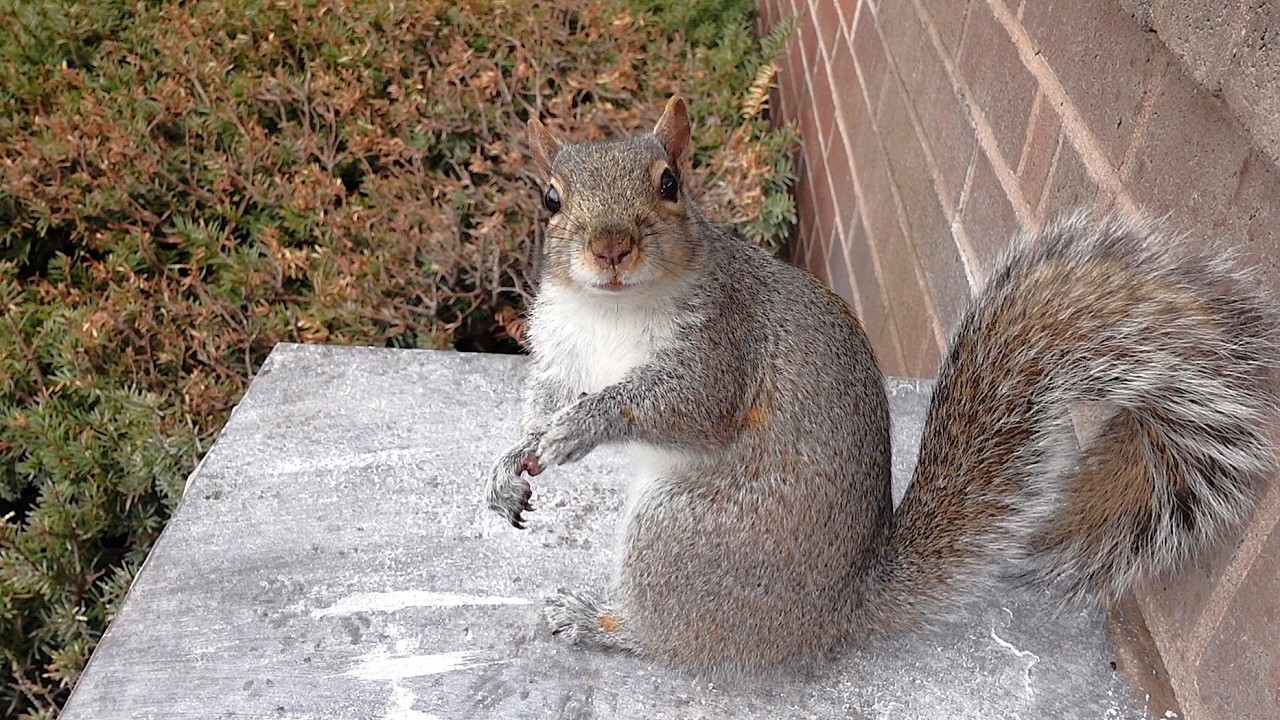 Comforting a crying mama squirrel