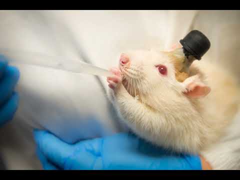 Brain implant | Wikipedia audio article