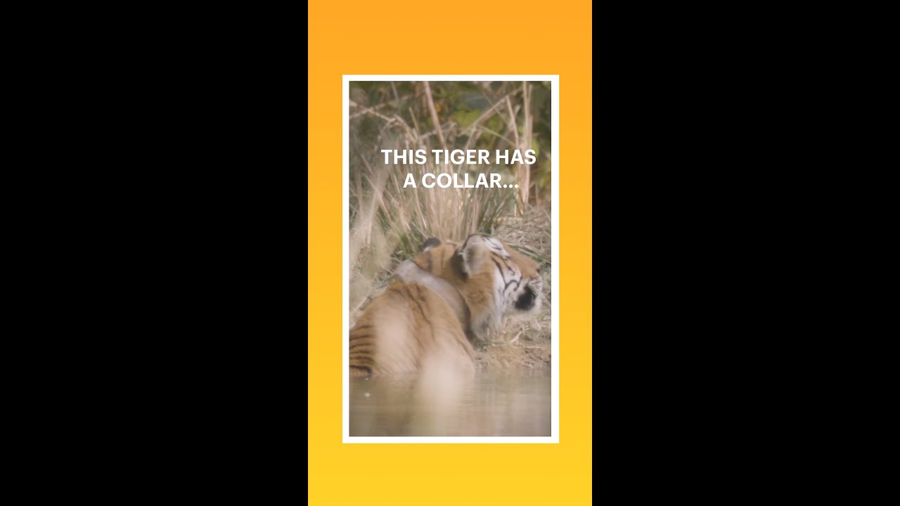 Tracking Tigers in Nepal—A Dangerous Encounter | The Tracker’s Diary