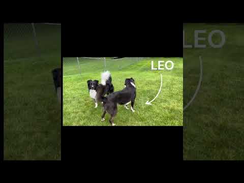 Video of adoptable pet named Leo
