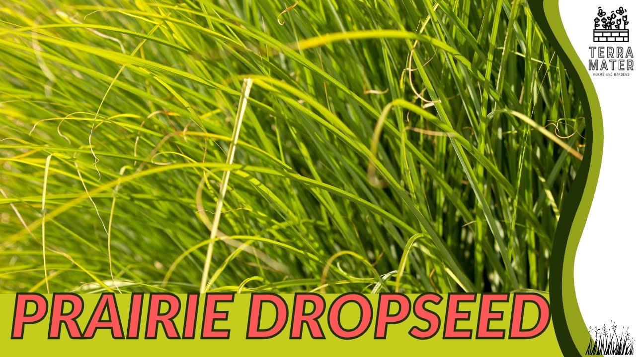 PRAIRIE DROPSEED (Sporobolus heterolepis): Care Guide and Tips 🌾🌿