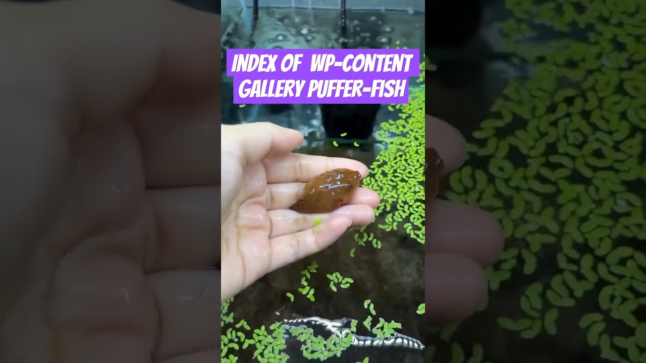 Index of /wp-content/gallery/puffer-fish🤗🤩👍️🙏💓💖  #bollywood #hindisong #song #aquarium #pufferfish