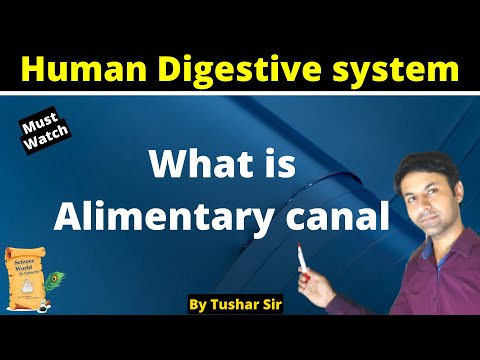Human Digestive System | Life Process class 10 science | What is alimentary canal