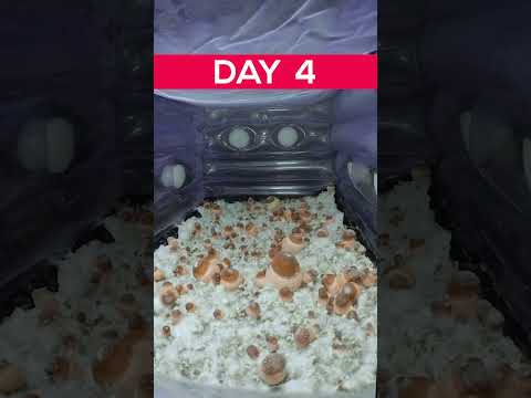 7 Days in 7 Seconds Growing Mushroom Timelapse #Timelapse