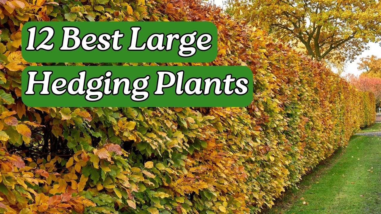 12 Best Large Hedging Plants for a Private Garden