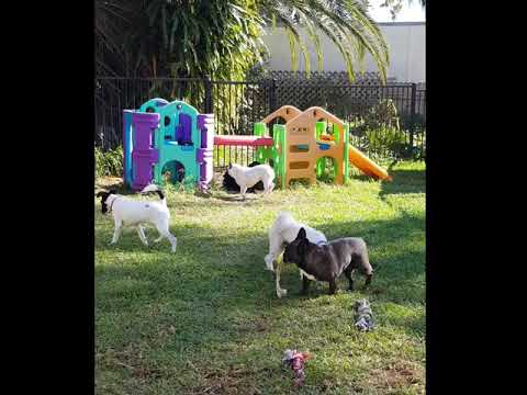 Gallery – HOUSE OF PAWS