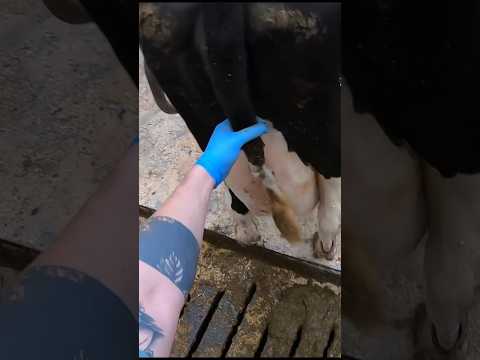 The Art of Cow Tail Care