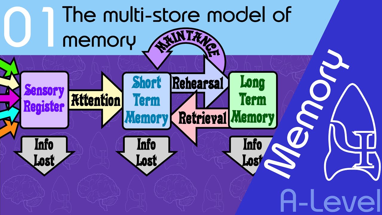 Understanding the Multi-Store Model of Memory | Galaxy.ai