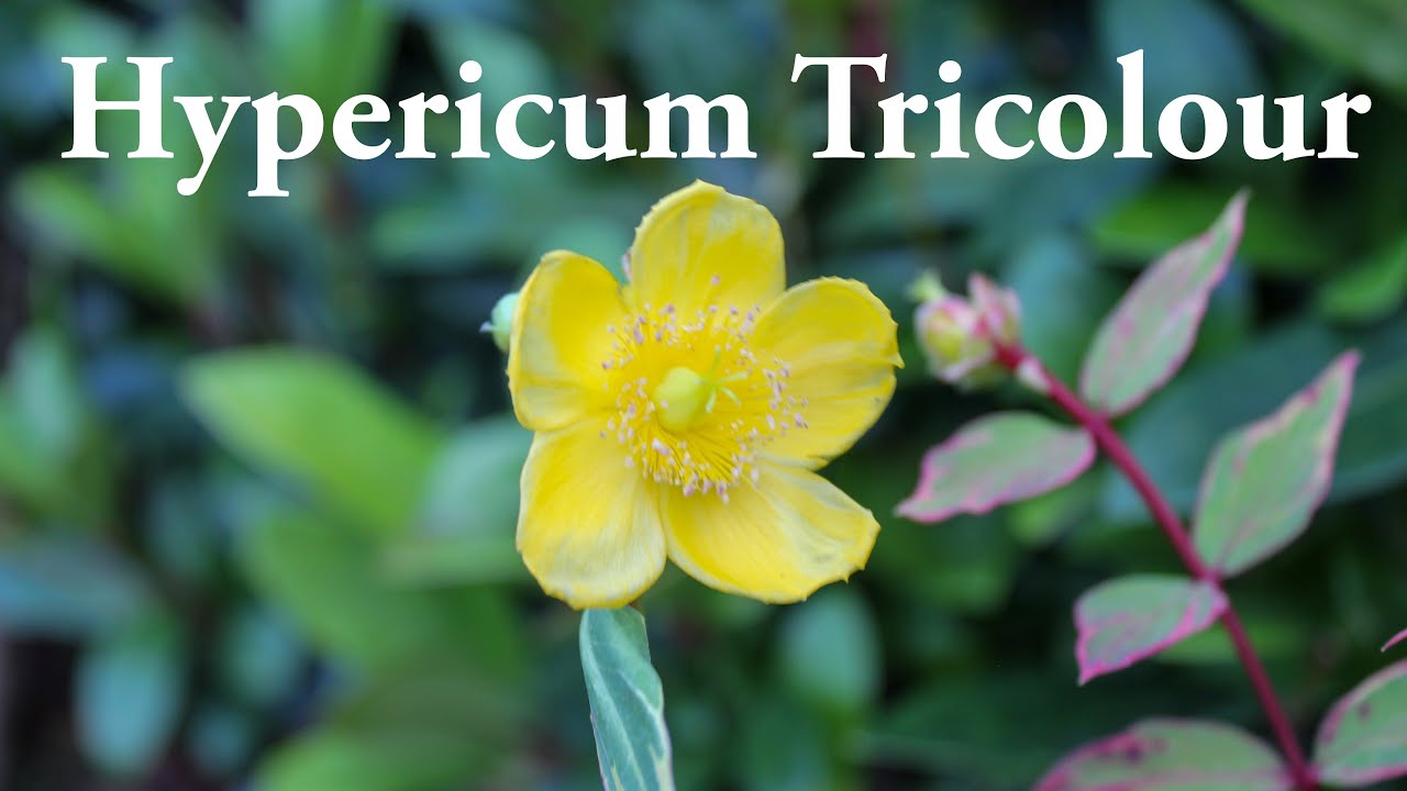 Hypericum Moserianum Tricolour St Johns Wort shrub in My Walled Garden UK
