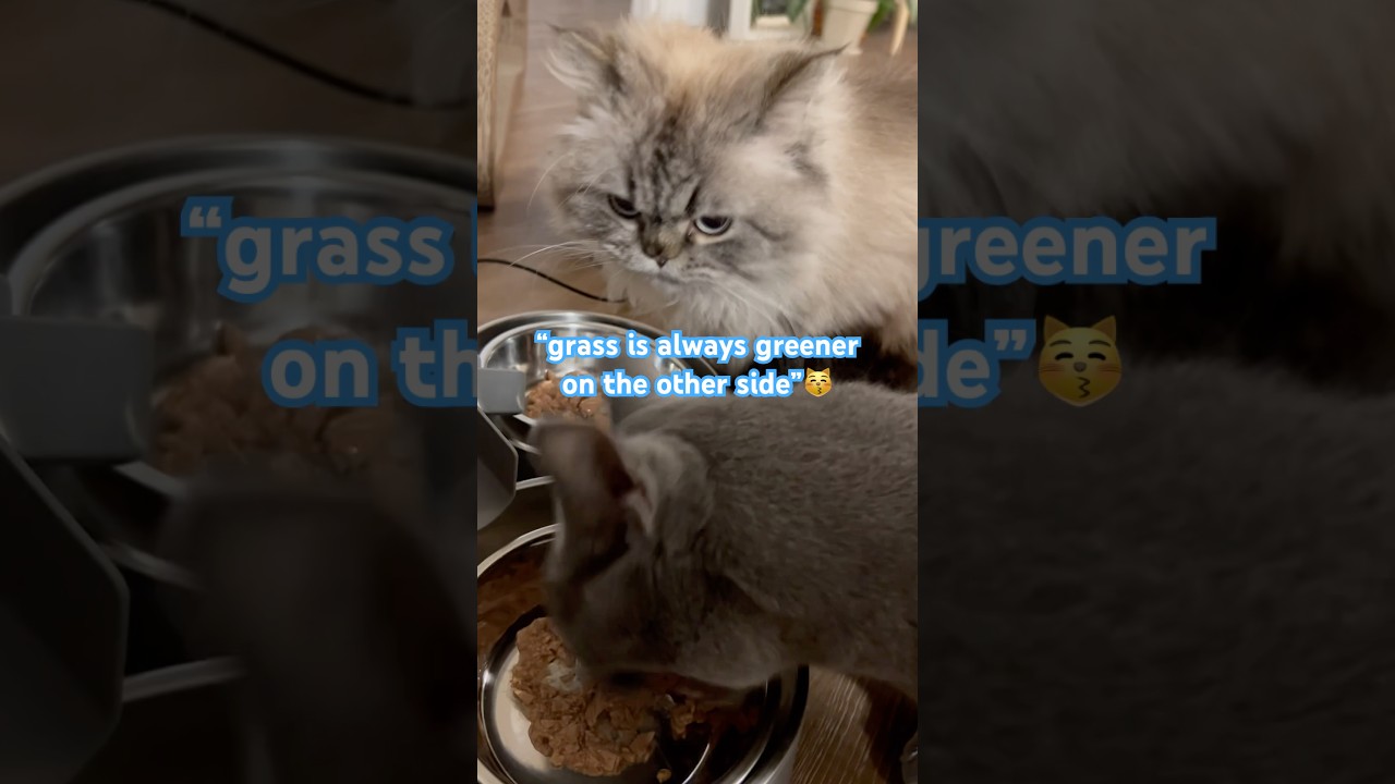 cat quotes #cute #catlover