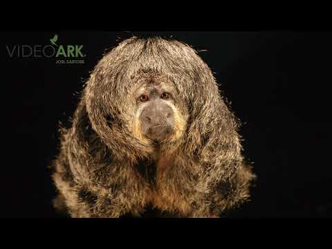 A monk saki (Pithecia monachus) at Huachipa Zoo in Lima, Peru.