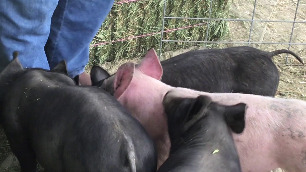 Hog Selection