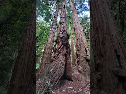 Muir Woods National Monument #redwoods