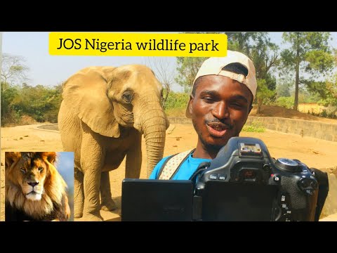 Elephants and lions in Nigeria Amazing Wildlife encounter In north Nigeria|Jos Nigeria Wildlife park