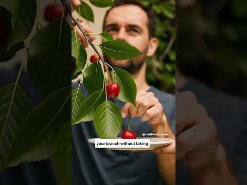 What is cherry-pick in Git? Explained via meme