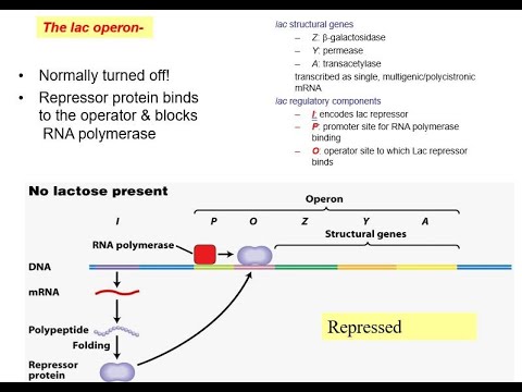 Gene Expression Unit: Operons in Prokaryotes