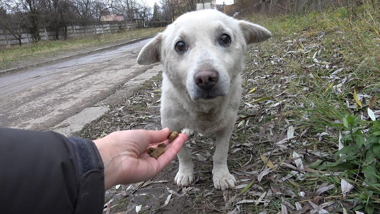 Helpers Save a Scared and Sad Lost Dog Living Near the Train Tracks ...