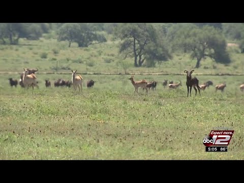 San Antonio company thrives in breeding exotic game