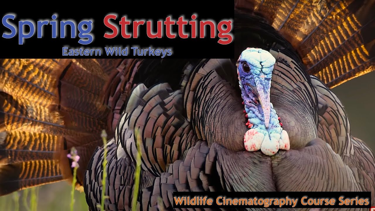 Eastern Wild Turkeys Strutting