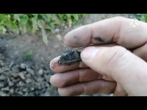 (54) quest x5 first look and how it works + a Quick Hunt, metal detecting dk