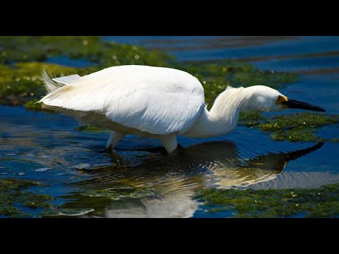 Birds of Malibu Lagoon | Zoom Program | SANTA MONICA BAY AUDUBON ...