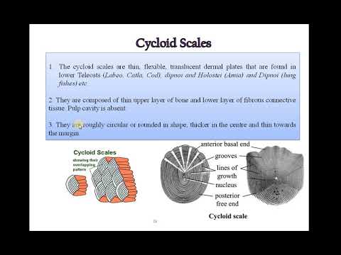 4 Study of types of scales in fishes Placoid scale, Cycloid scale, Ctenoid scale & Ganoid
