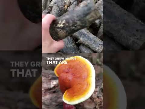 This is how Reishi mushrooms grow
