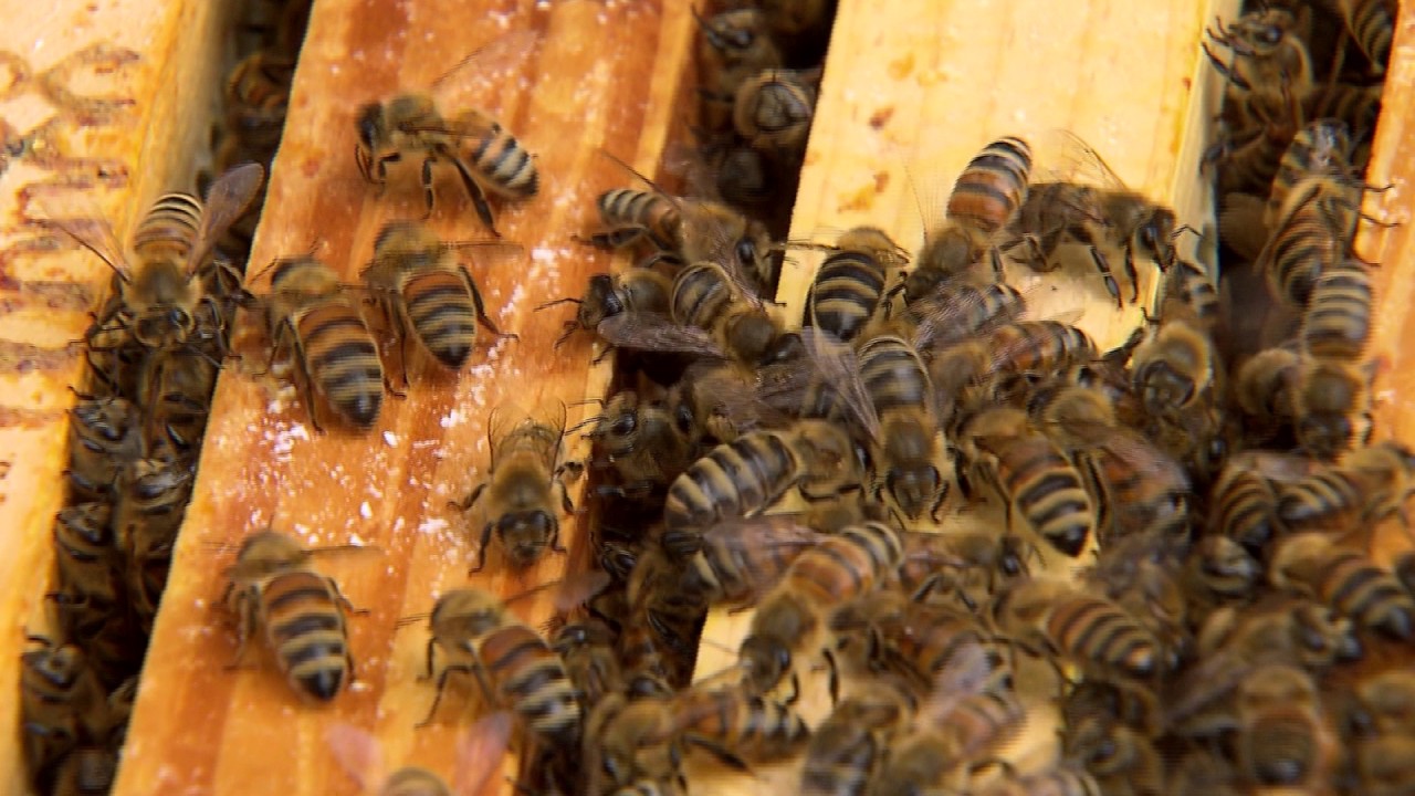 Bee Keeping - Native Report