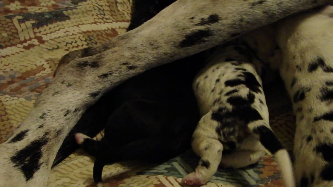 New Born Harlequin and Mantle Great Dane Puppies