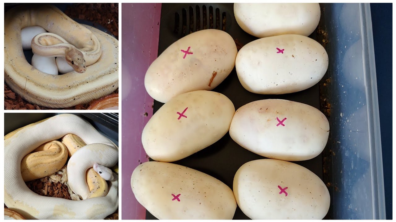 Fire, Banana, Stripes!!! Ball python egg cutting.