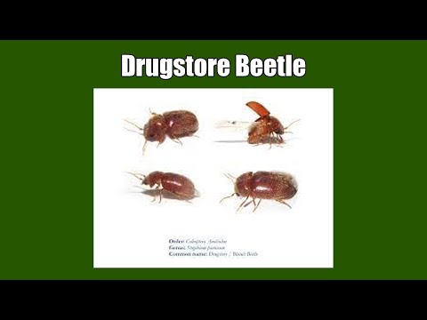 Have You Seen Any Drugstore Beetle Before?