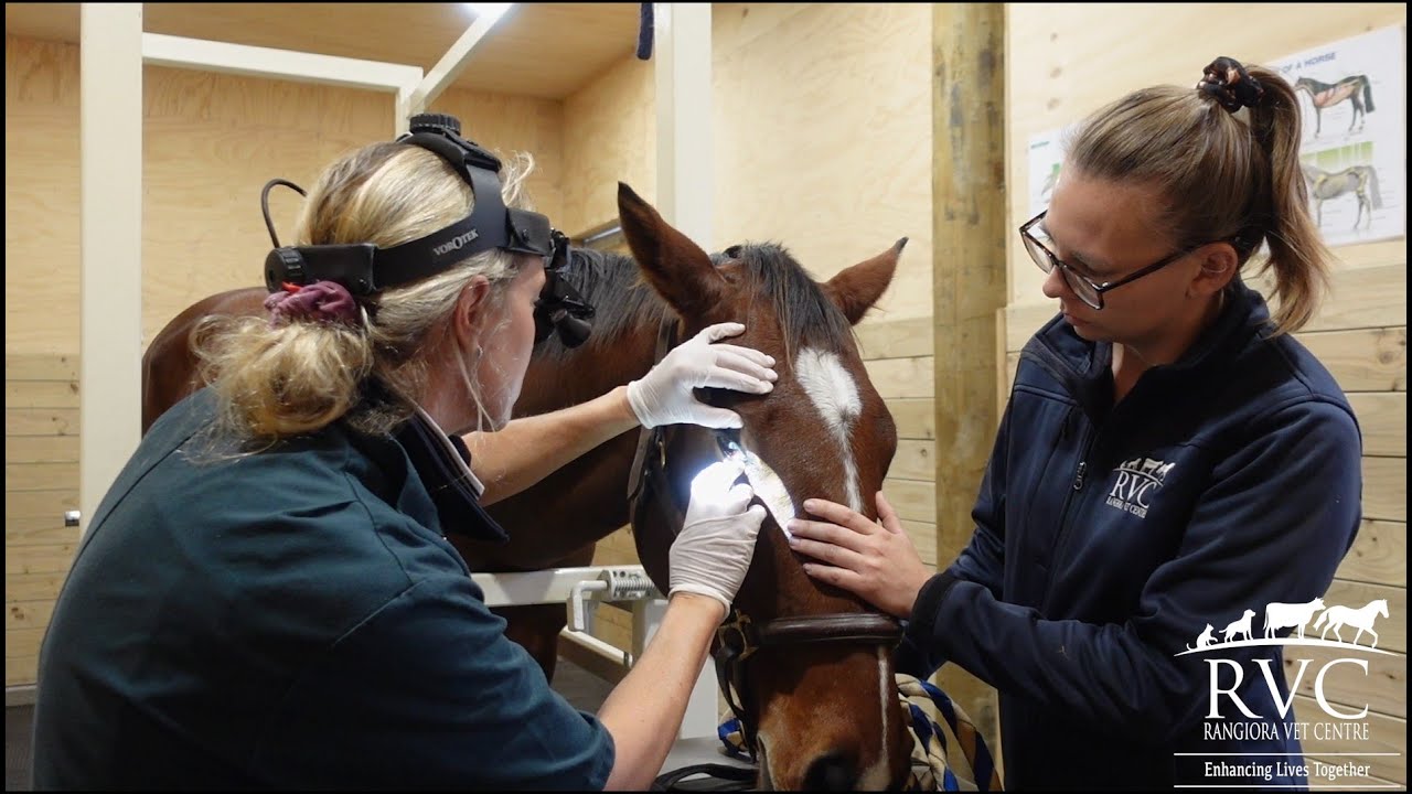 Equine Ophthalmic surgery at RVC