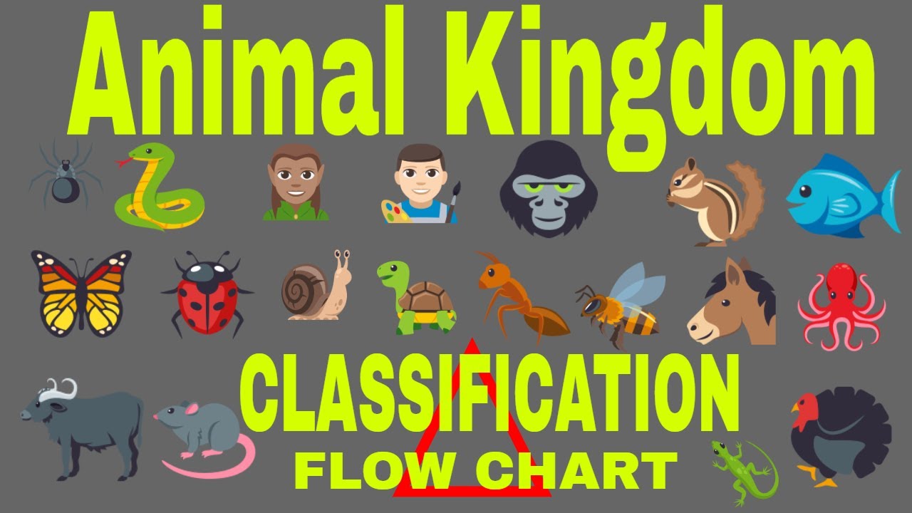 Animal Kingdom Flow Chart