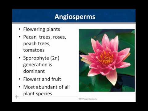 01 Botany: Overview