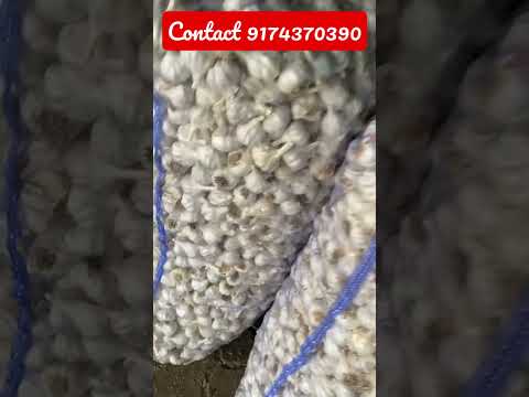 Fresh Garlic - Wholesale Price & Mandi Rate for Fresh Garlic in India